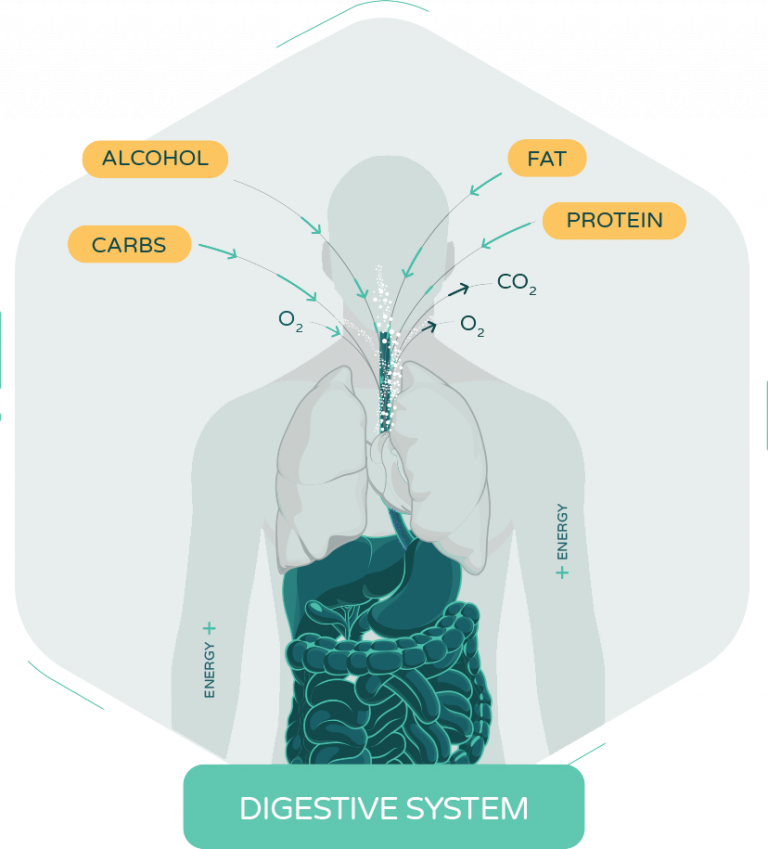 Why Metabolism Matters | Metabolic Health Solutions
